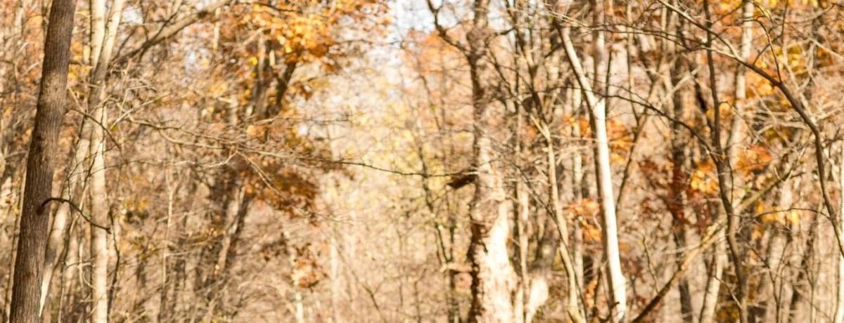 Driftless Gold Organic Maple Syrup | Dane County Farmers’ Market